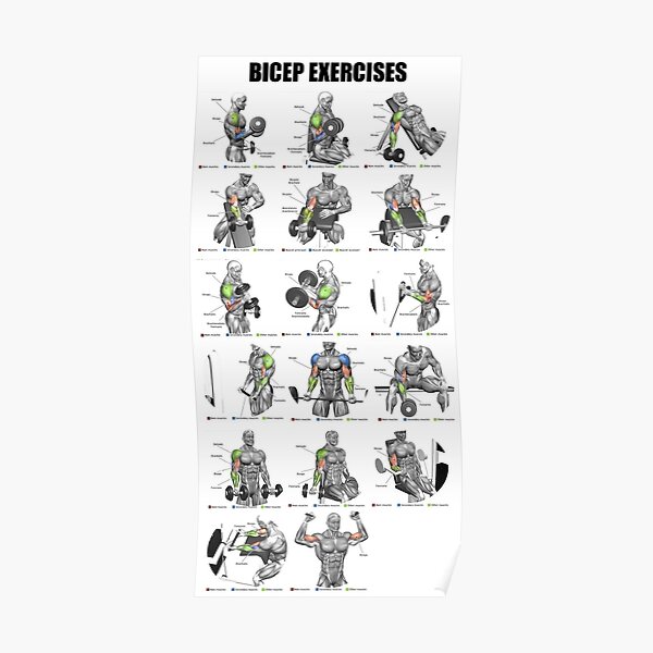 "Bicep Exercises" Poster for Sale by superfitstuff | Redbubble