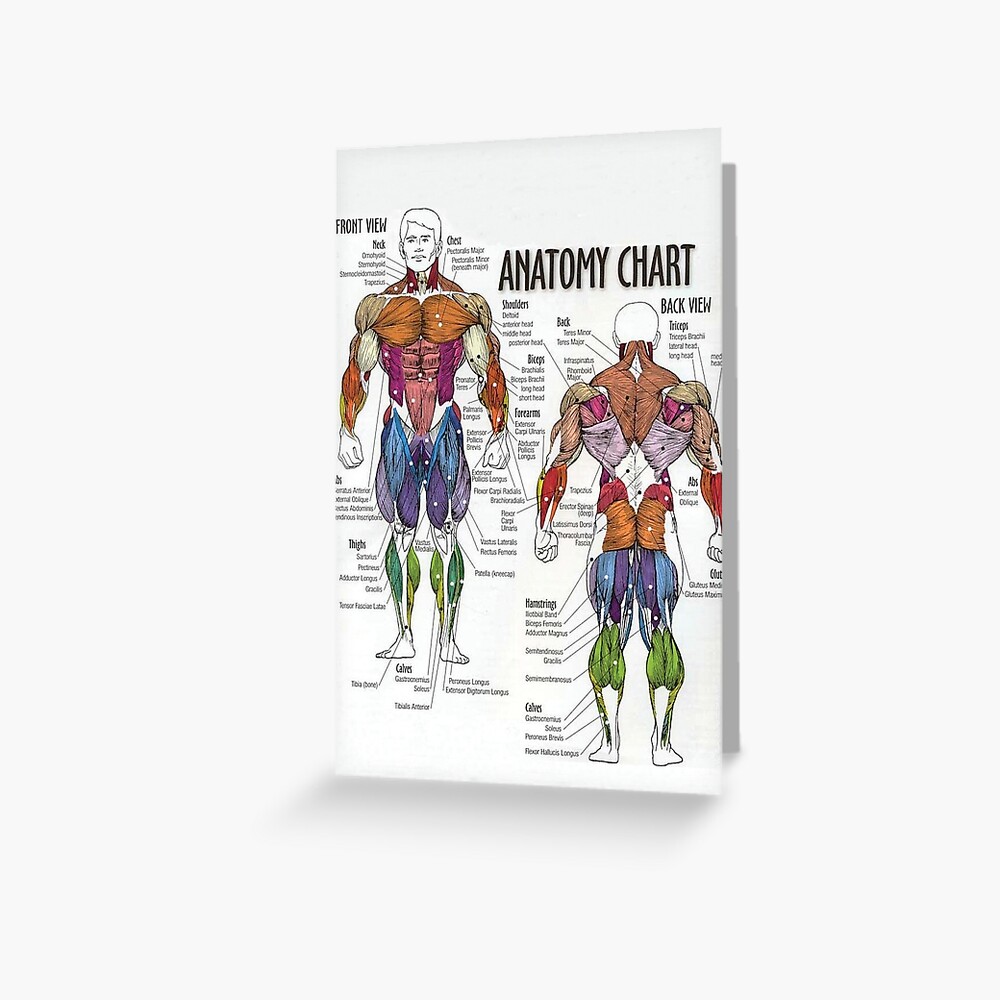 "Anatomy Chart - Muscle Diagram" Greeting Card by superfitstuff | Redbubble
