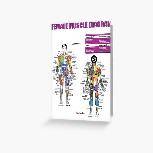 "Female Muscle Diagram - Anatomy Chart" Greeting Card for Sale by ...