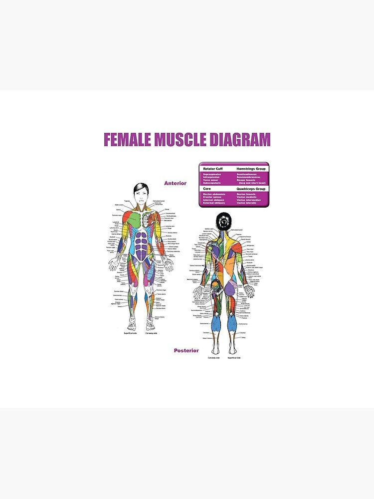 "Female Muscle Diagram - Anatomy Chart" Tapestry by superfitstuff ...