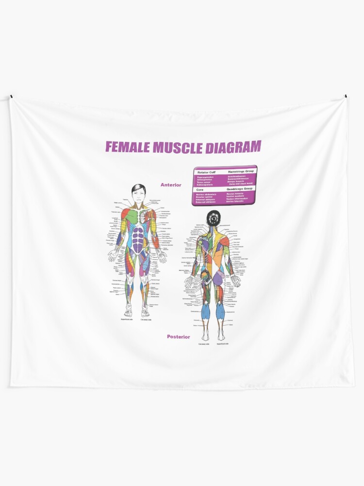 "Female Muscle Diagram - Anatomy Chart" Tapestry by superfitstuff ...