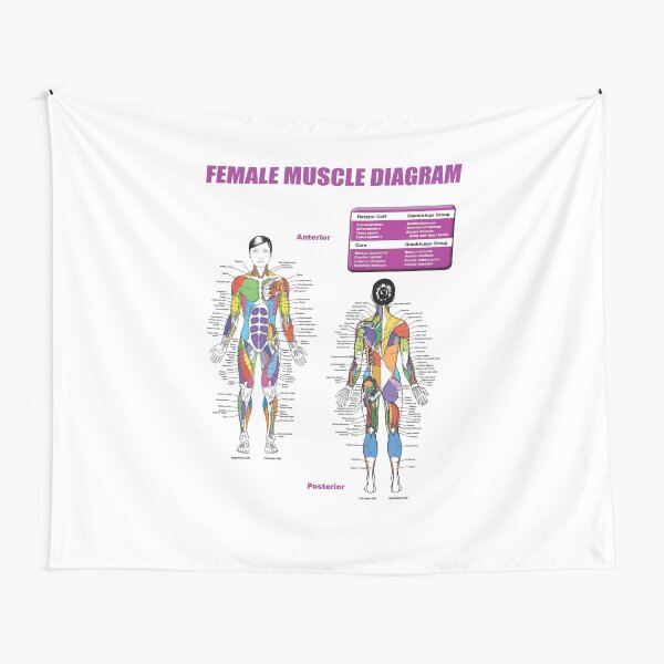 "Female Muscle Diagram - Anatomy Chart" Tapestry by superfitstuff ...