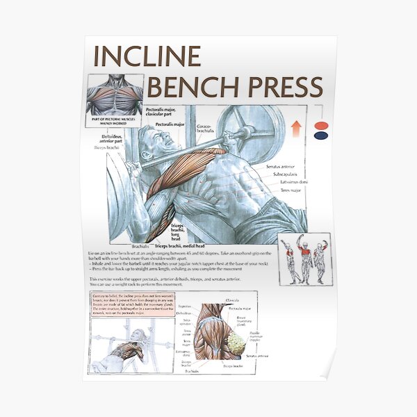 "Incline Bench Press - Exercise Diagram" Poster for Sale by ...