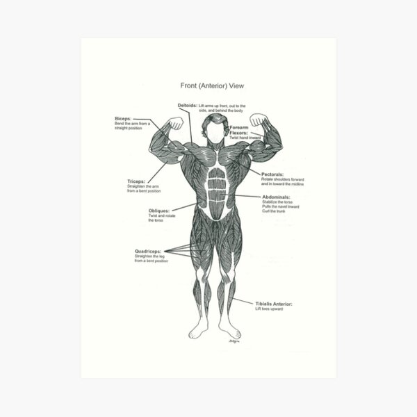 "Anatomy Diagram - Muscle Chart (Front)" Art Print for Sale by ...