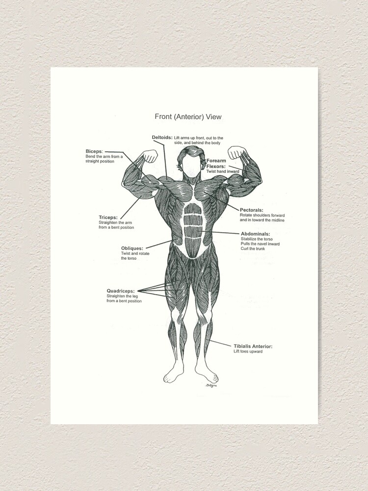 "Anatomy Diagram - Muscle Chart (Front)" Art Print for Sale by ...