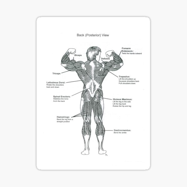"Anatomy Diagram - Muscle Chart (Back)" Sticker by superfitstuff ...