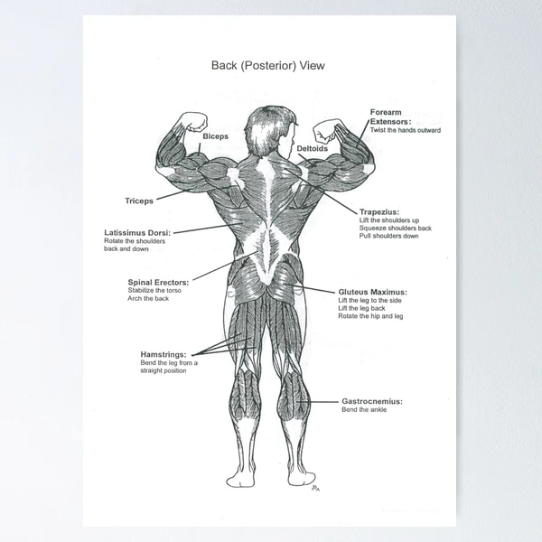 Back Anatomy Chart Back Muscles System. Didactic Scheme Of Anatomy Of