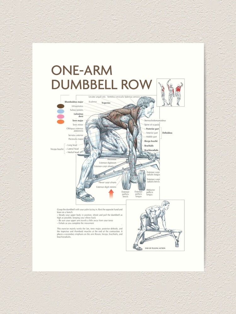 "Dumbbell Row - Exercise Diagram" Art Print for Sale by superfitstuff ...