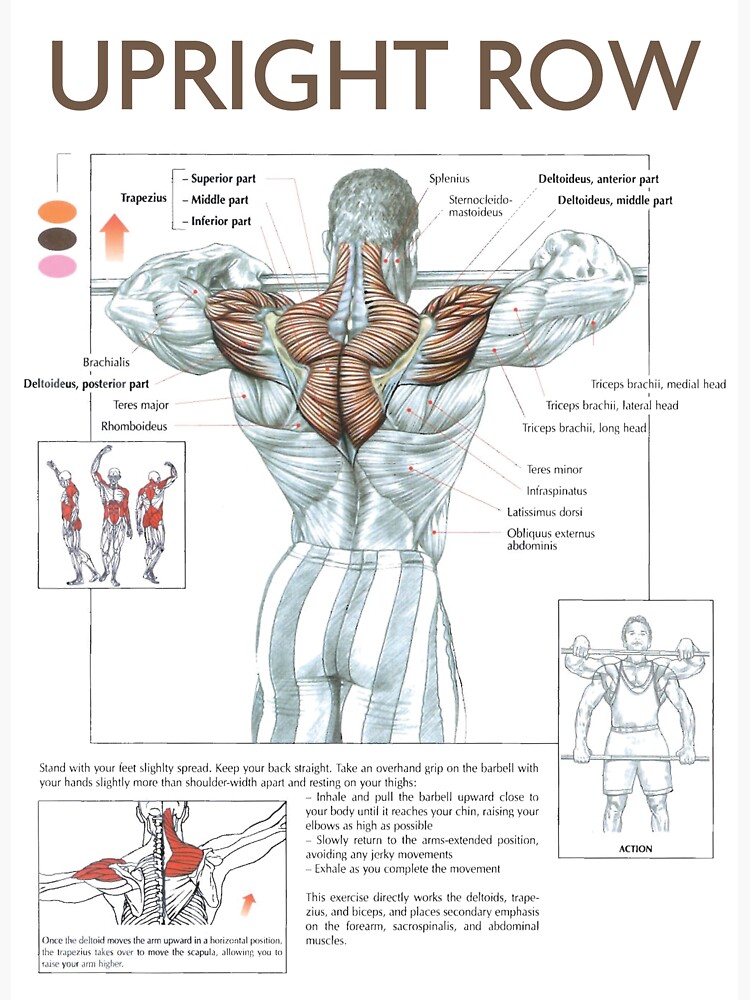 "Upright Row - Exercise Diagram" Sticker by superfitstuff | Redbubble