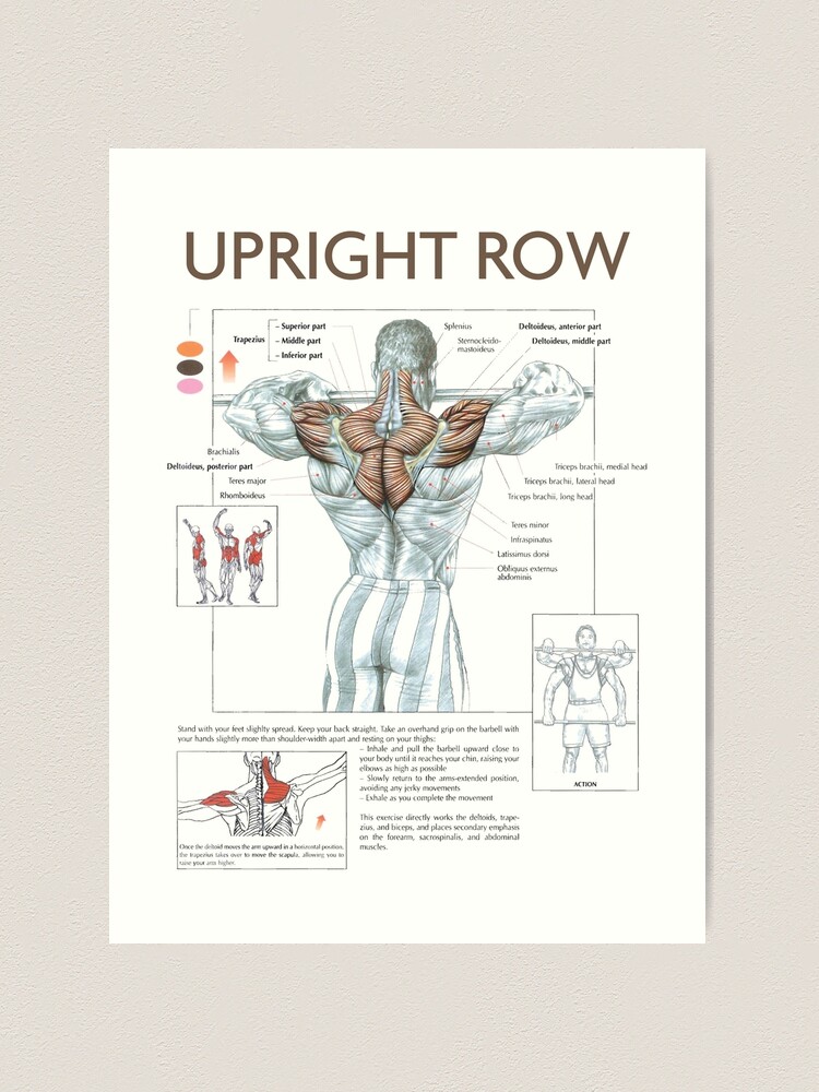 Upright Row Anatomy