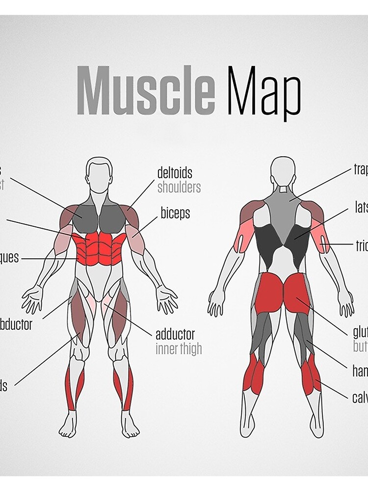 "Muscle Map" Scarf for Sale by superfitstuff | Redbubble