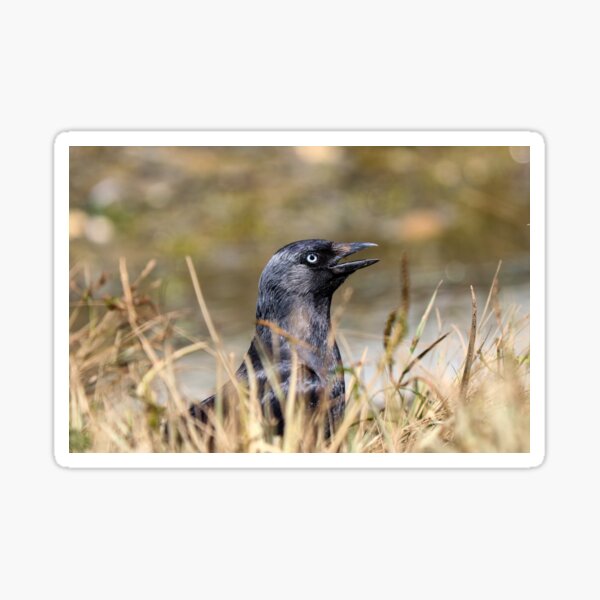 "Jackdaw squawk" Sticker for Sale by GreyFeatherPhot | Redbubble