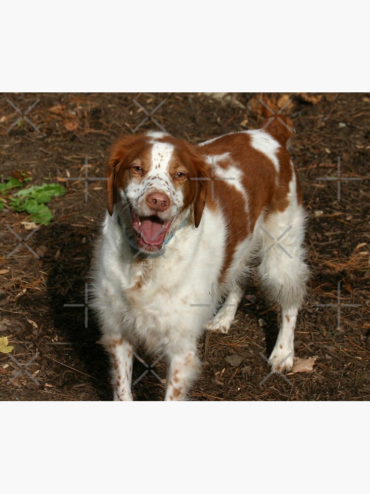 "The Brittany Spaniel, Copper Smiles" Art Print by csegalas | Redbubble