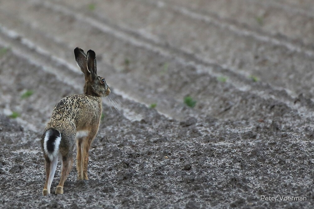 « Old hare in dispair » par Peter Voerman | Redbubble