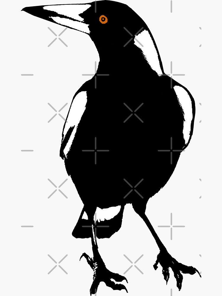 "Australian Magpie" Sticker for Sale by Byrnsey | Redbubble
