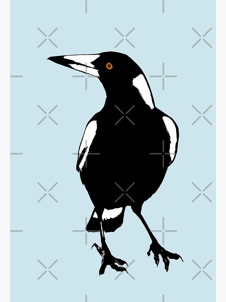 "Australian Magpie" Poster by Byrnsey | Redbubble