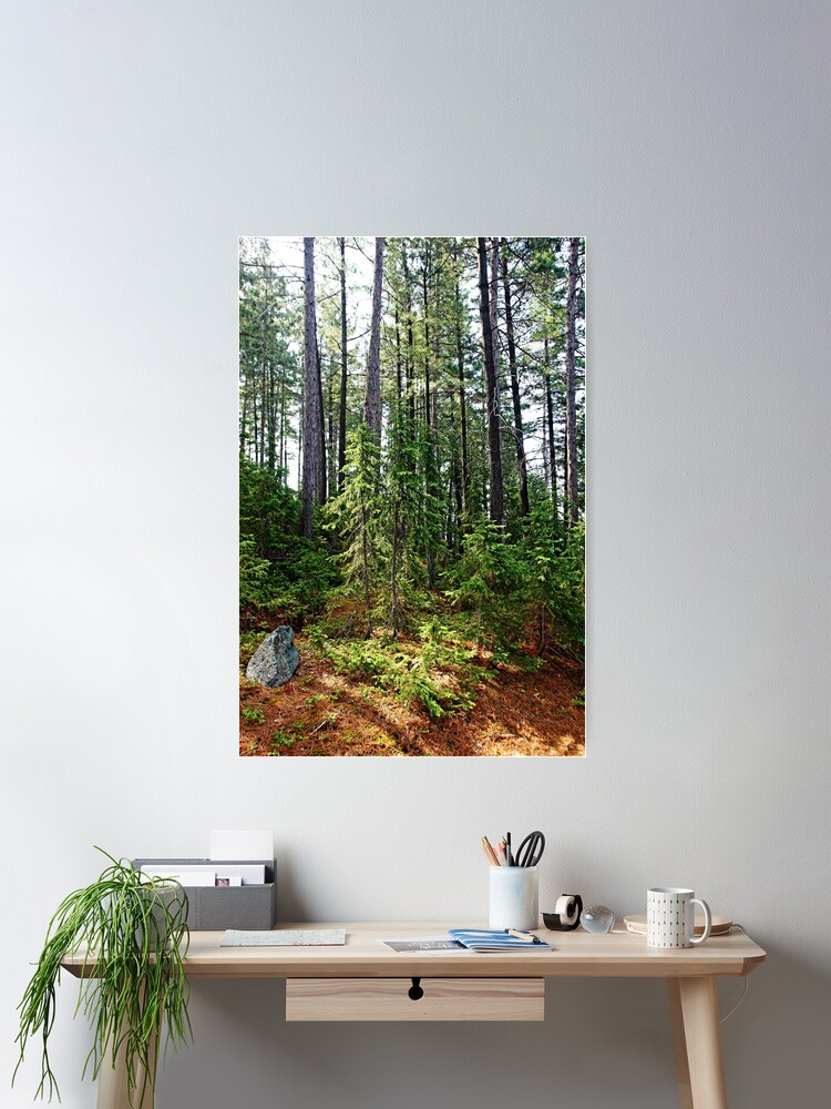 "Temagami Island Forest" Poster for Sale by Debbie Oppermann | Redbubble