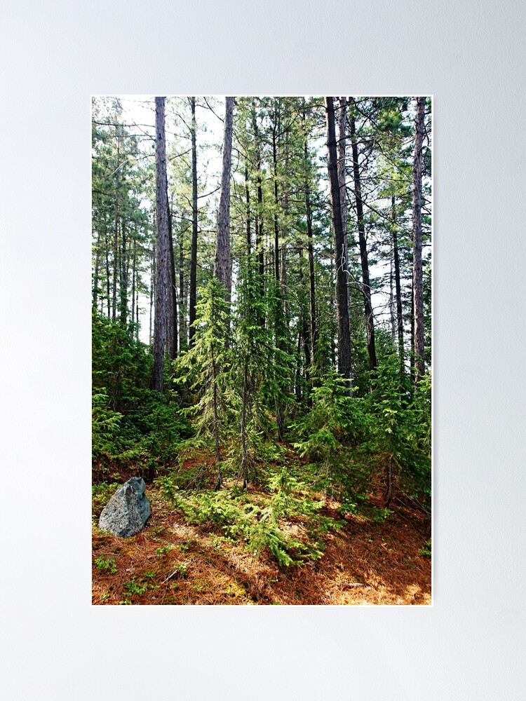 "Temagami Island Forest" Poster for Sale by Debbie Oppermann | Redbubble