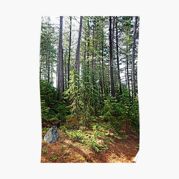 "Temagami Island Forest" Poster by debop | Redbubble
