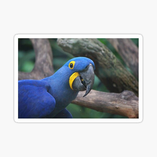 "Blue Hyacinth Macaw" Sticker by LeanneAllen | Redbubble