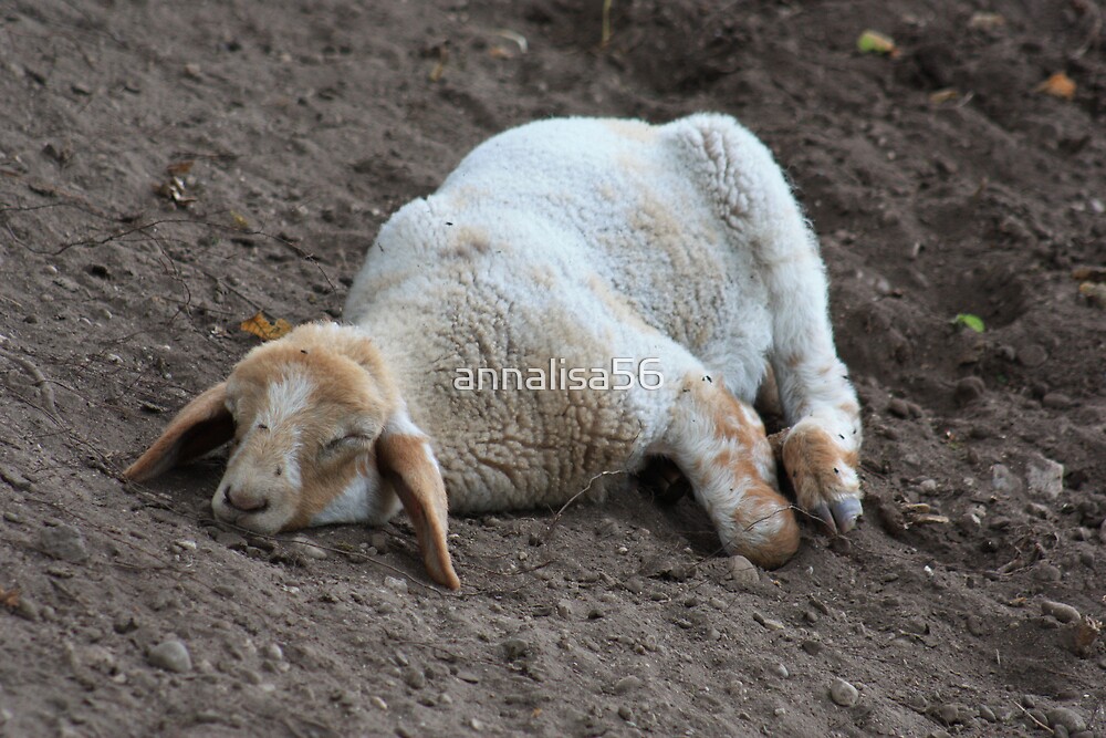"A tired sheep" by annalisa bianchetti | Redbubble