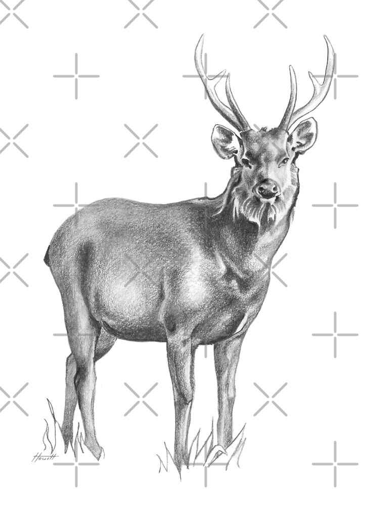"Sambar Stag" by Patricia Howitt | Redbubble