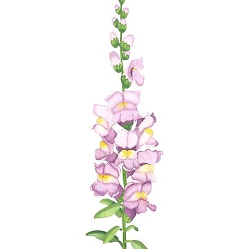 "Snapdragon flowers" Sticker for Sale by BarbarasCorner | Redbubble