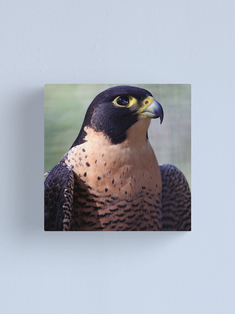 "Peregrine Falcon" Canvas Print for Sale by fatdade | Redbubble