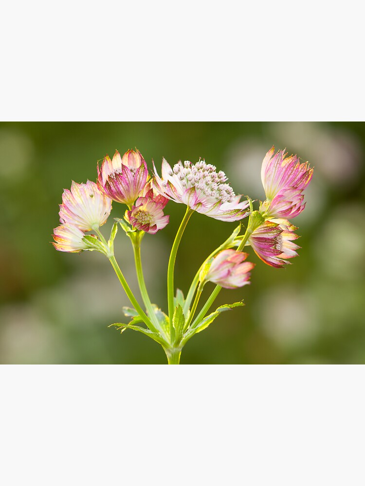 "Astrantia" Sticker by leebeelphoto | Redbubble