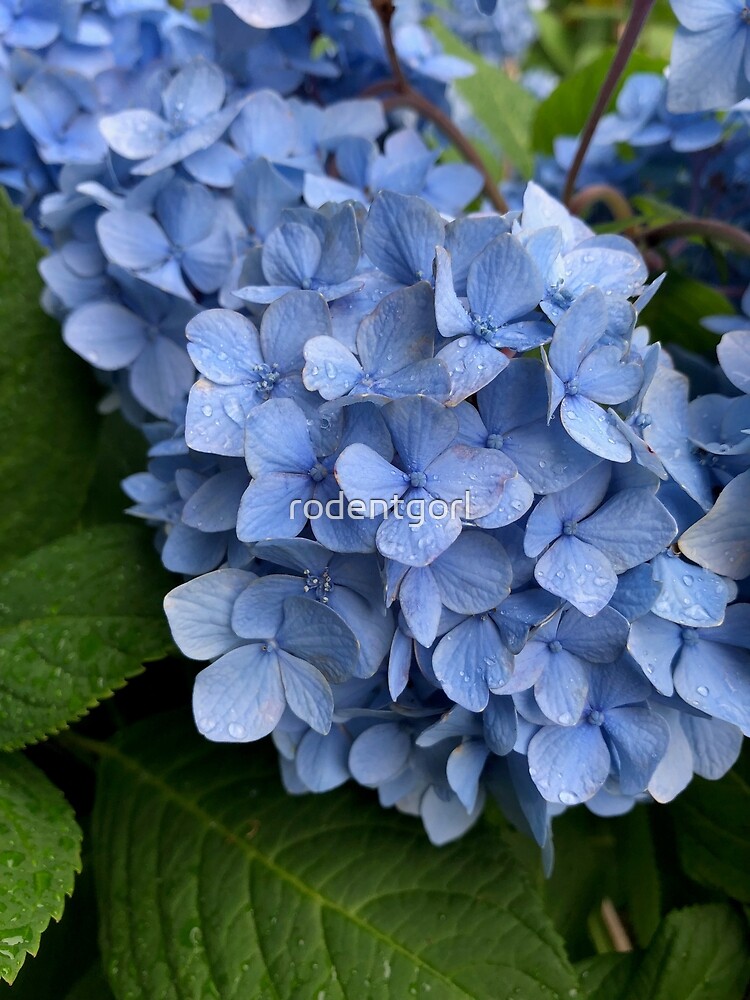 Water droplet blue hydrangea Premium Matte Vertical Poster sold by San ...