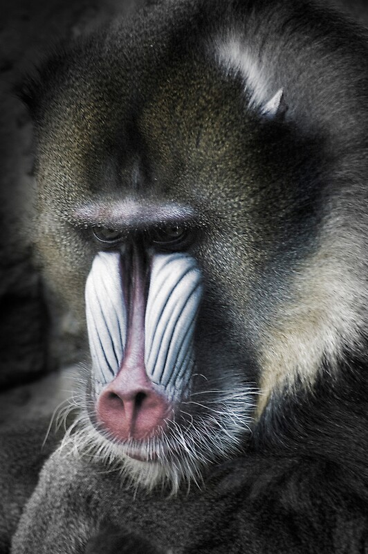 "Mummy Baboon" by Mark Elshout | Redbubble