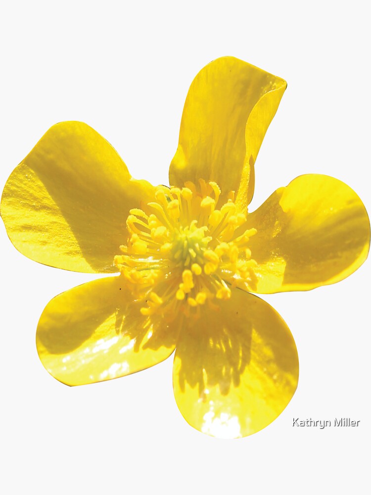 "Buttercup" Sticker for Sale by Nastee | Redbubble