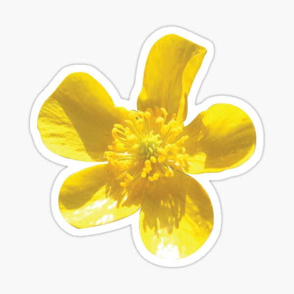 "Buttercup" Sticker for Sale by Nastee | Redbubble