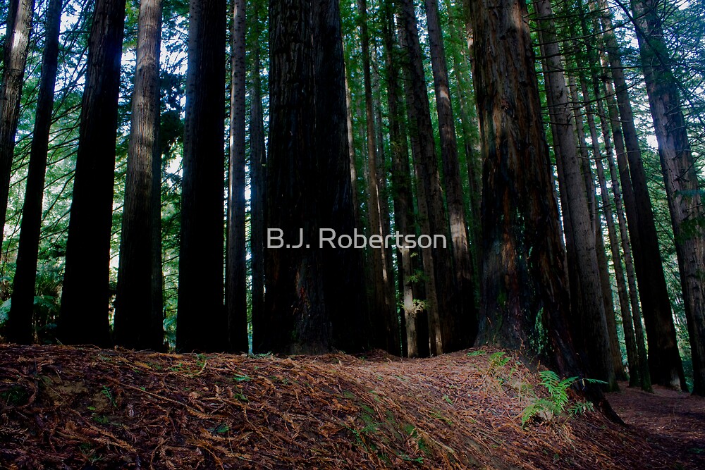 "Californian Redwoods Otways Victoria " by B.J. Robertson | Redbubble