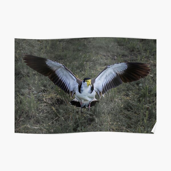 "Tasmanian Masked Lapwing ~ aka Plover" Poster by KimOgdenPhotos ...