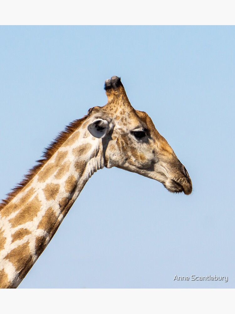 "Giraffe head." Sticker for Sale by sma1050 | Redbubble