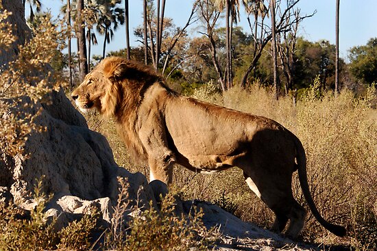 Okavango Delta lions - the largest lions in the world - Animal vs Animal