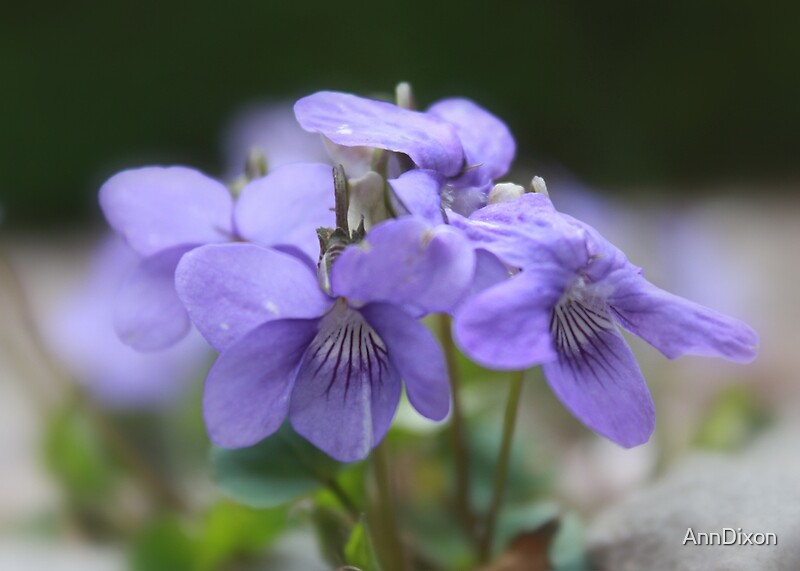 "Wild Violets" by AnnDixon | Redbubble