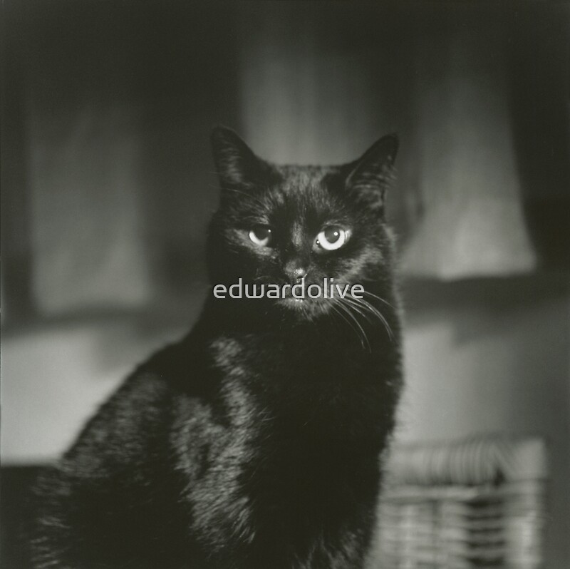 "Portrait of black cat square black and white analogue medium format ...