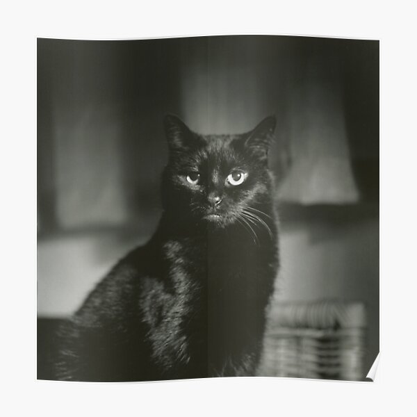 "Portrait of black cat square black and white analogue medium format ...