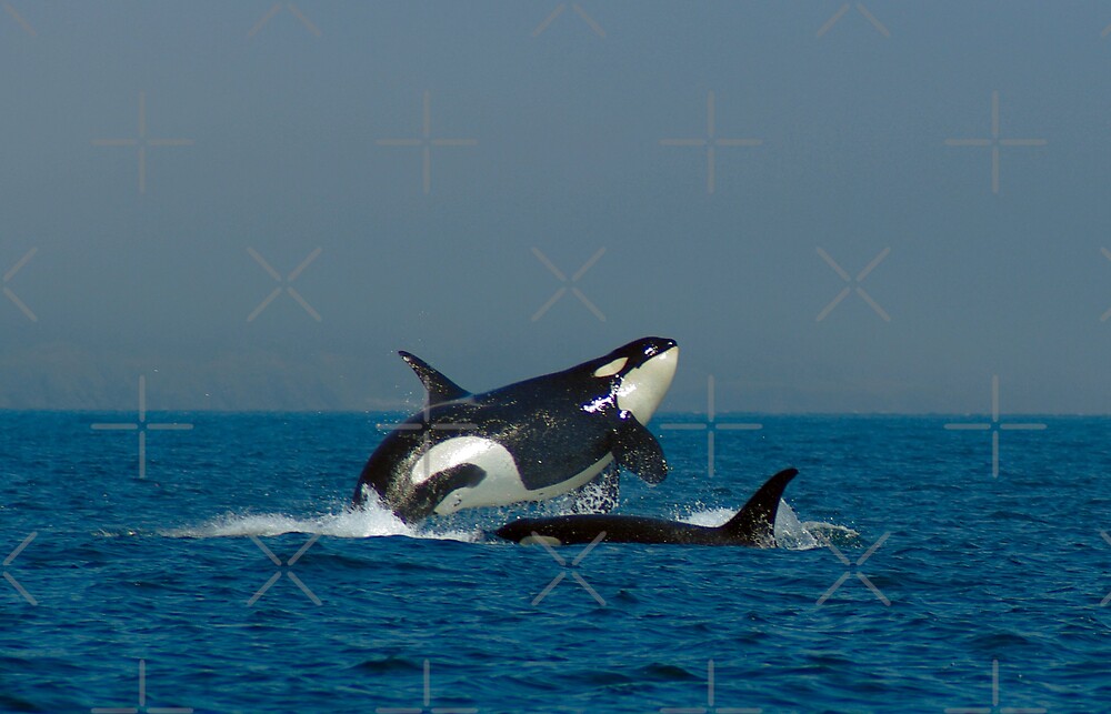 "Orca Fun" by Rich Summers Art | Redbubble