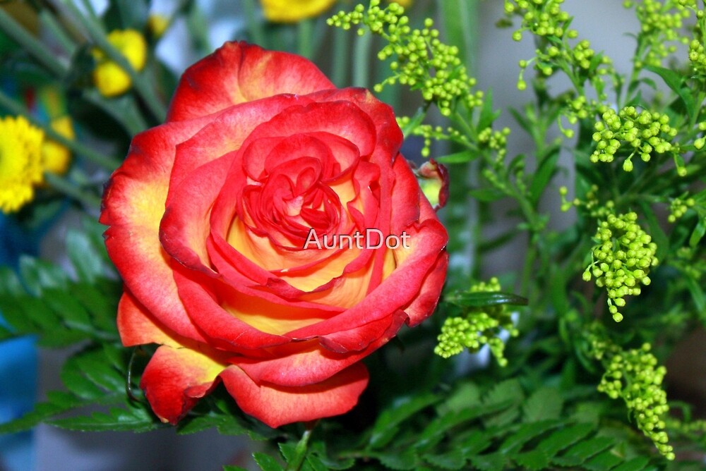 "Bi-color Rose in a Bouquet" by AuntDot | Redbubble