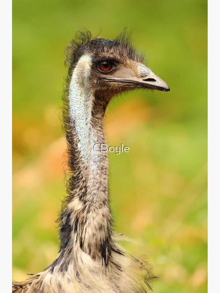 "Old Man Emu" Photographic Print for Sale by CBoyle | Redbubble
