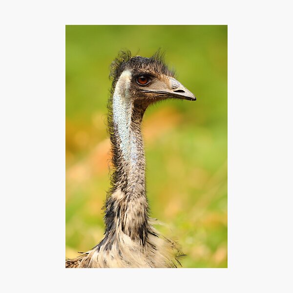 "Old Man Emu" Photographic Print for Sale by CBoyle | Redbubble