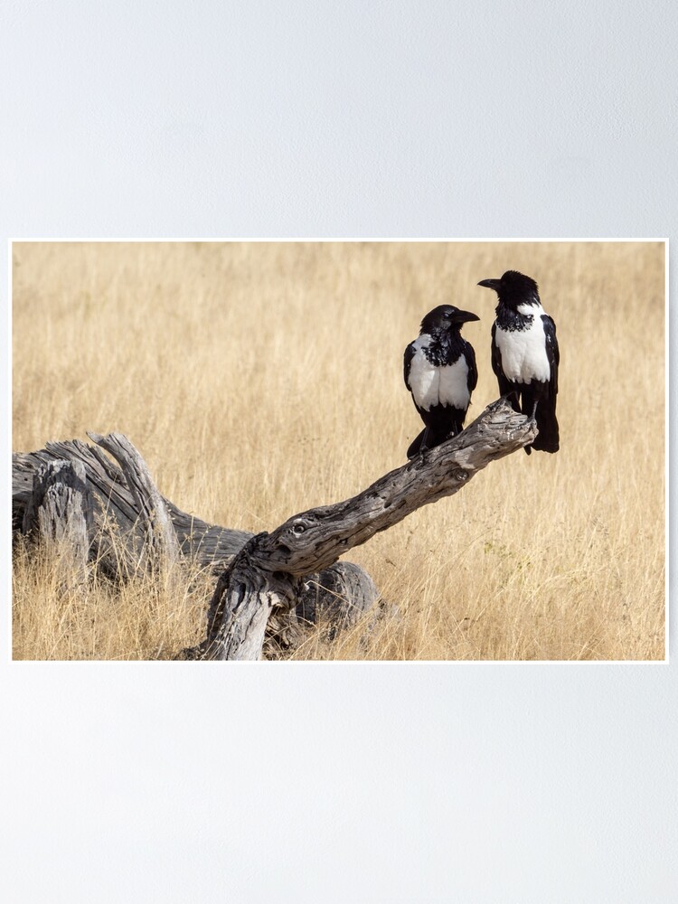 "Two pied crow." Poster by sma1050 | Redbubble