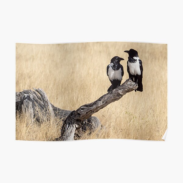 "Two pied crow." Poster by sma1050 | Redbubble