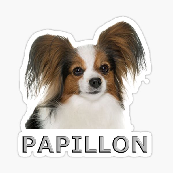 "Papillon Dog" Sticker for Sale by rsparksa | Redbubble