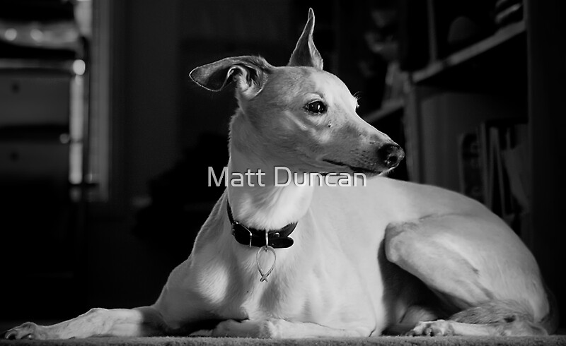 "Rusty" by Matt Duncan | Redbubble