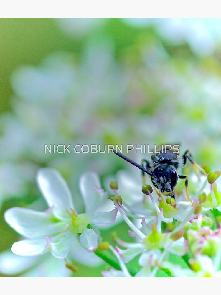 "BEE POLLEN NATION" Poster by dumbodancer | Redbubble