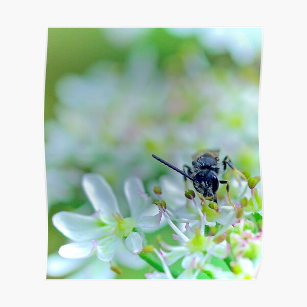 "BEE POLLEN NATION" Poster by dumbodancer | Redbubble